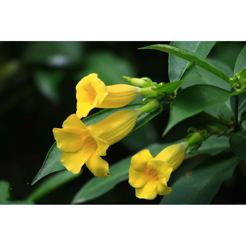 50 seeds/pack Bonsai ornamental flower seed Yellow Allamanda flower ...