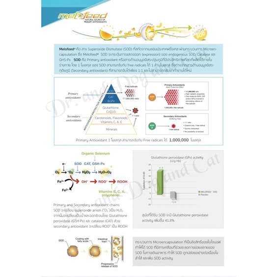 Hepaphos Liver Support à¹€à¸®à¸›à¸žà¸²à¸Ÿà¸­à¸ª à¸¢à¸²à¸šà¸³à¸£à¸¸à¸‡à ...
