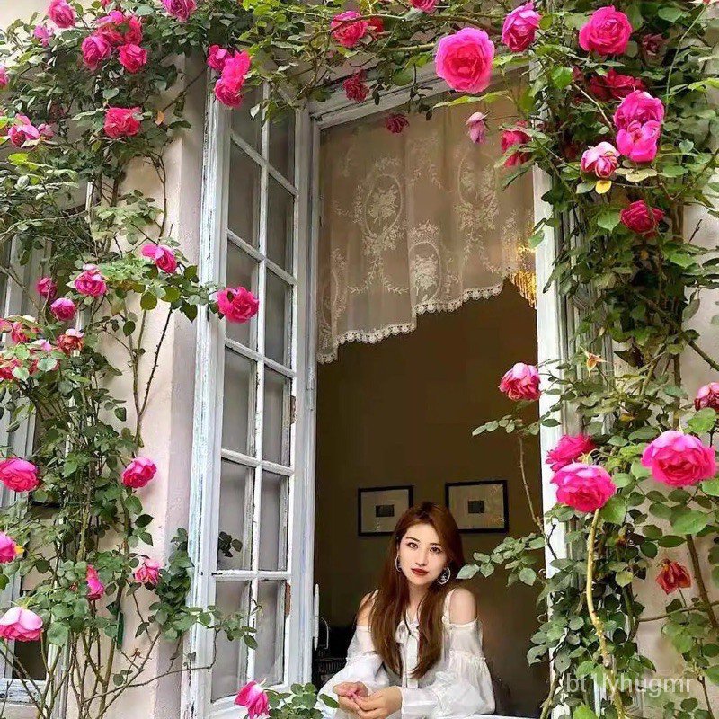 Ready Stock Flower Seed Climbing Rose Biji Bernih Bunga Mendaki Mawar ...