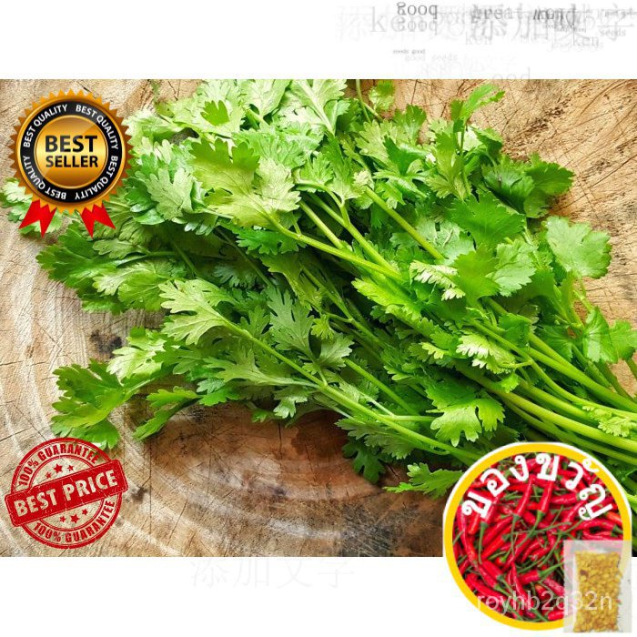 KINCHAY SEEDS - 150pcs seedsCATMONEASY TO GROWHIGH YIELDING裙子seeds ...