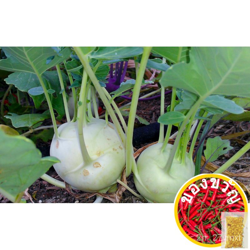 Kohl Rabi 1gram Seeds German Turnip Herbs Plants Seeds Supplies ...