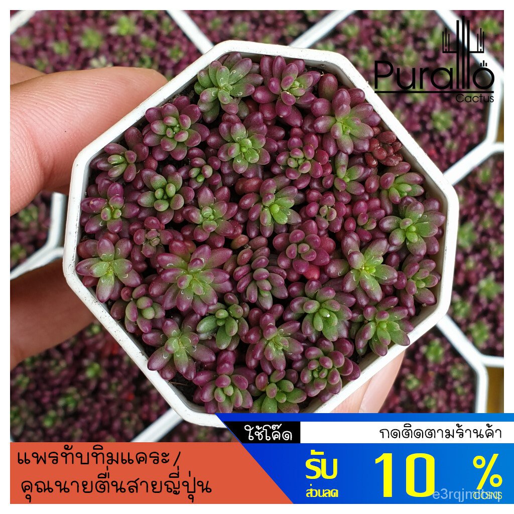 คุณนายตื่นสายแคระ ถูกที่สุด พร้อมโปรโมชั่น ก.ค. 2023|BigGoเช็คราคาง่ายๆ