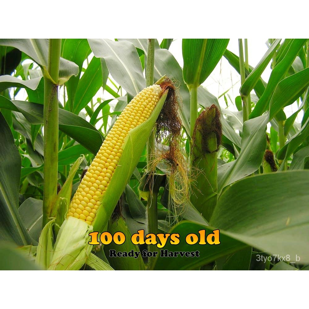 SUPER SWEET CORN SEEDS-50-60pcsเมล็ด (High Yield Easy to plant) เมล็ดแ ...