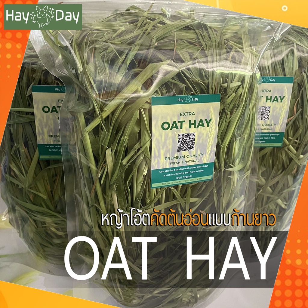 หญ้าโอ๊ต Oat hay ก้านยาว สำหรับกระต่ายและสัตว์ฟันแทะ รอบเก็บเกี่ยวใหม่ 2022 หญ้าใหม่ ไร้ฝุ่น ...