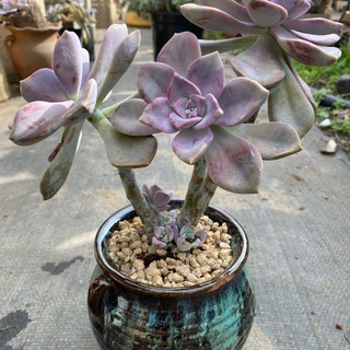 q Purple Succulent Cliff Demon Pile กลุ่มเสาเข็มเก่า Growing Leyi Group ...