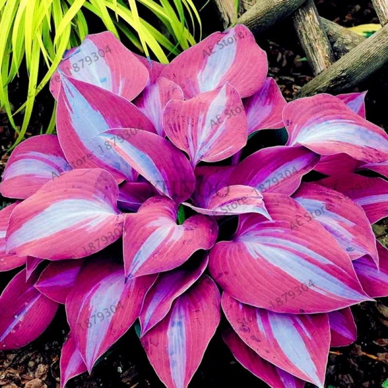 ขายส่ง บอนสี 50 เมล็ด เมล็ดพันธุ์ Hosta plantaginea Caladium Seeds บอน ...