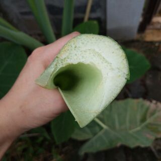 ต้นทูน ตูน คูน อ้อดิบ ออดิบ | Shopee Thailand