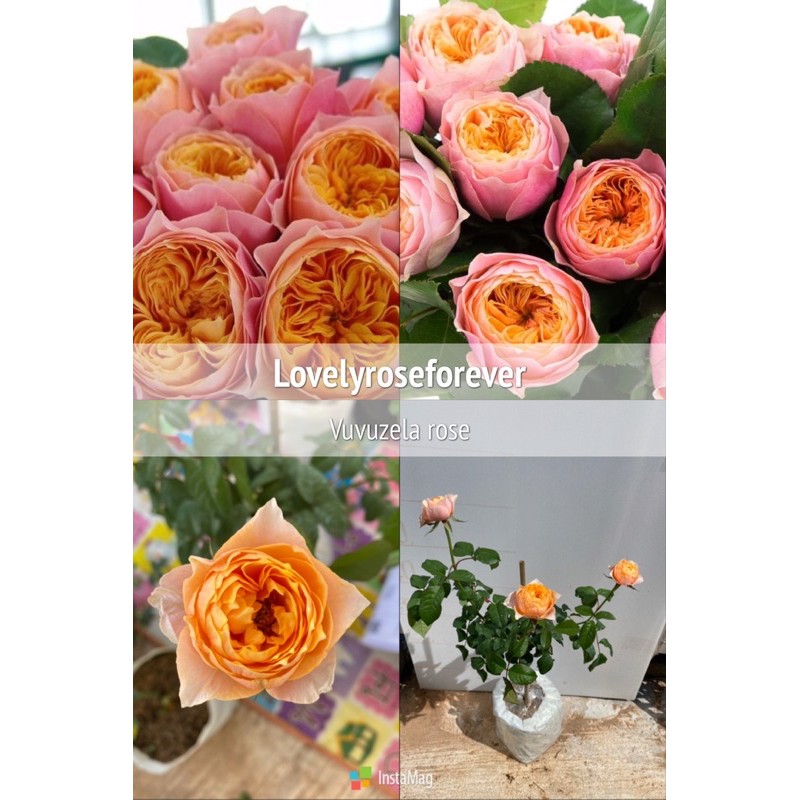 กุหลาบวูวูเซลาVuvuzela rose | Shopee Thailand