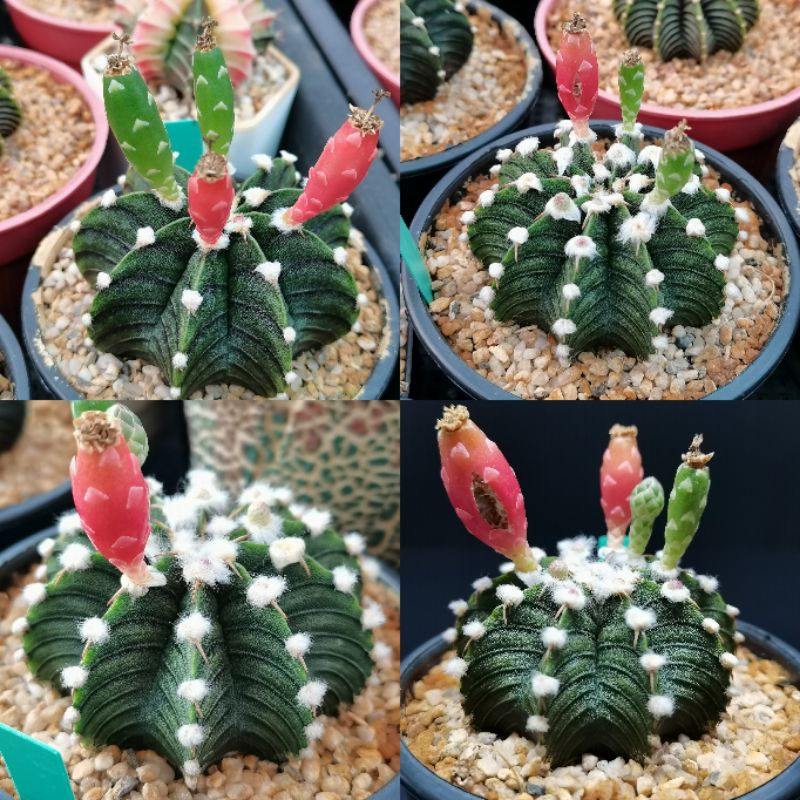 vos014a แท้ ถูกที่สุด พร้อมโปรโมชั่น มิ.ย. 2025 | BigGoเช็คราคาง่ายๆ