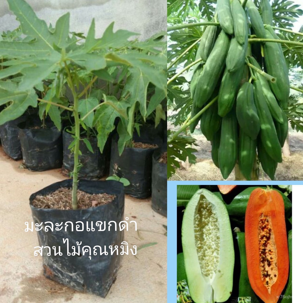 ต้นพันธ์มะละกอ ถูกที่สุด พร้อมโปรโมชั่น ก.ย. 2022|BigGoเช็คราคาง่ายๆ