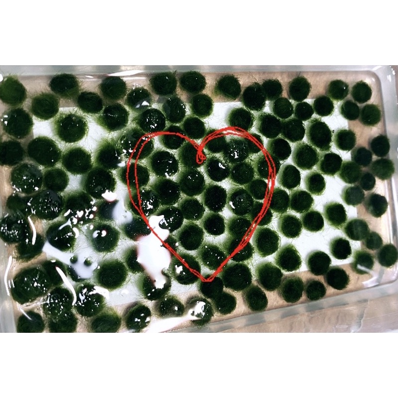 ชุด 5 แถม ปุ๋ย 1ขวด สาหร่ายมาริโมะ - MariMo ️ขนาด 0.5 cm 5ลูก แถม ปุ๋ย1ขวด - mari.1990 - ThaiPick