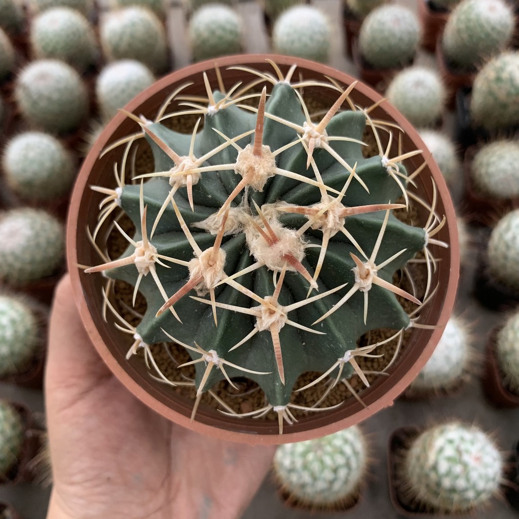 (lingbo)กระบองเพชรไม้ลำ แคคตัส cactus Homalocephala texensisโฮมาโลเซฟา ...