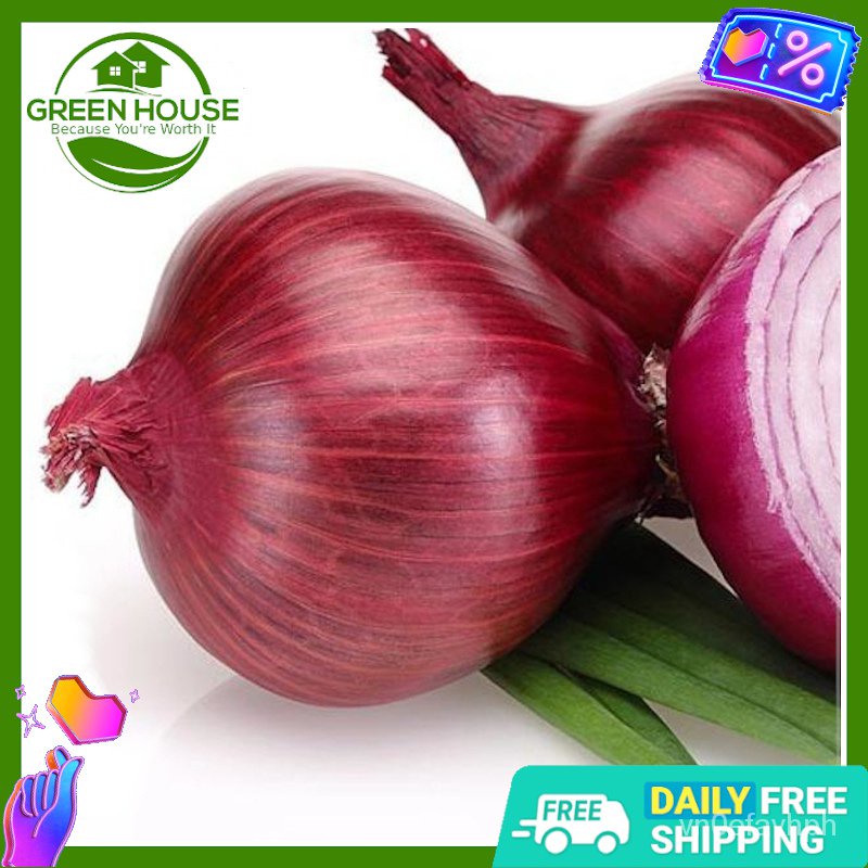 จุดประเทศไทย Green House Red Onion Seeds for Planting Vegetable Plants ...