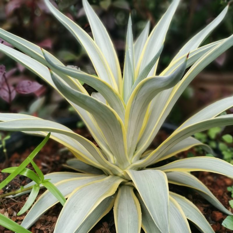 อากาเว่ Agave desmettiana blue moon - chanidapa9999 - ThaiPick