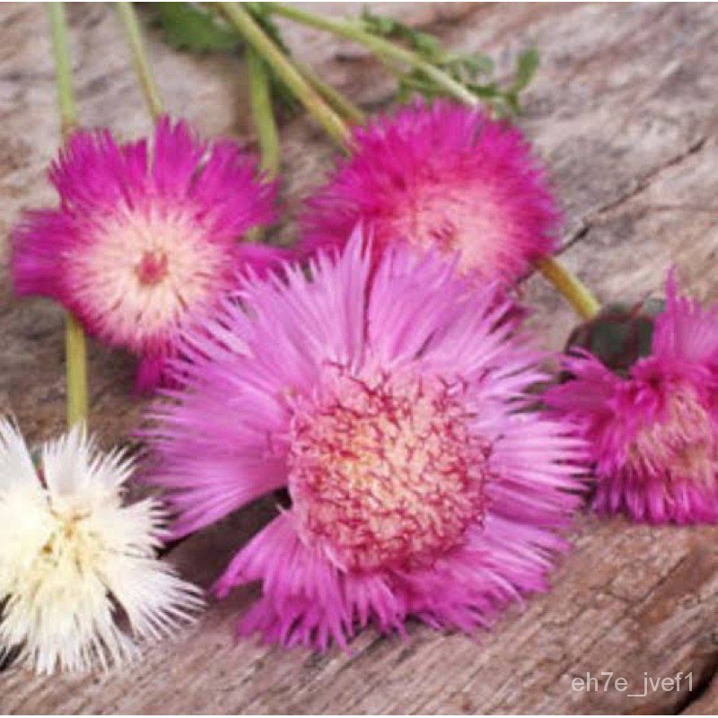 ผู้ผลิตเมล็ดพันธุ์เมล็ดพันธุ์ สวีทสุลต่านคละสี ประไหมสุหรีคละสี (Mixed ...