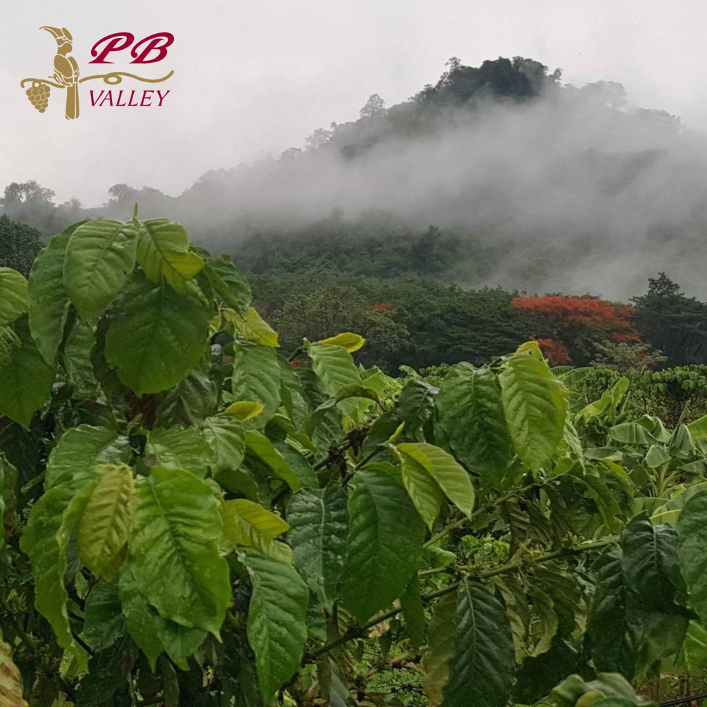 PB Valley พีบี วัลเล่ย์ เมล็ดกาแฟคั่ว เกรดพรีเมี่ยม 100% กาแฟ ออแกนิค ...