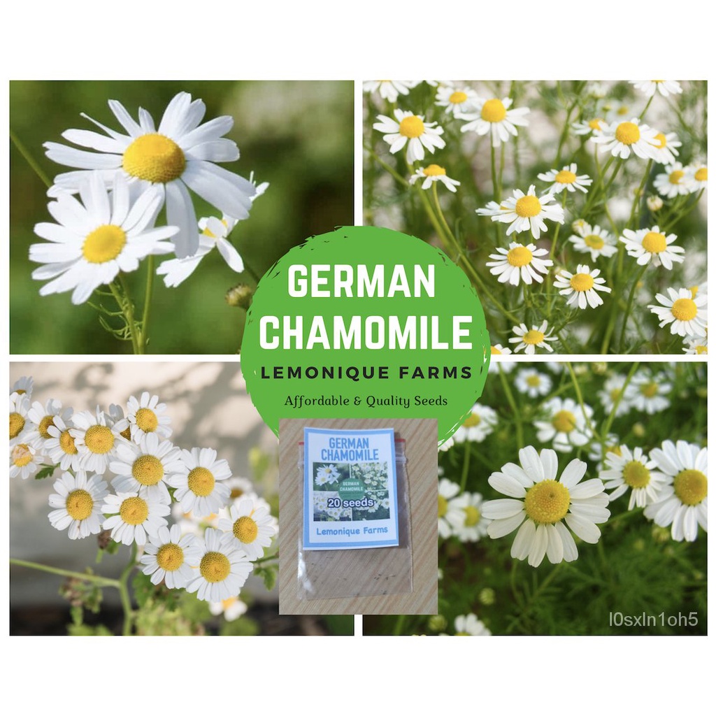 160 seeds Seeds Herb Seeds German Seedsเมล็ดสดชุดชั้นในสวนชุดชั้นในสวน ...