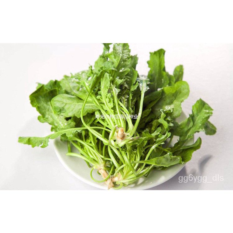 Wild Big Leaf Vegetable Seed Vegetable Seeds Balcony Vegetable Four ...