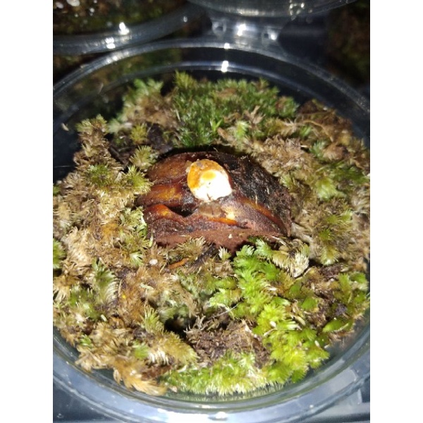 mizammi, ร้านค้าออนไลน์ | Shopee Thailand