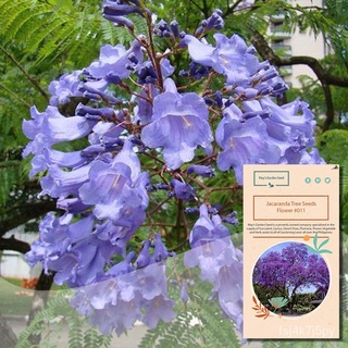Jacaranda Tree Seeds, Jacaranda Mimosifolia Seeds, Tree Seeds ...