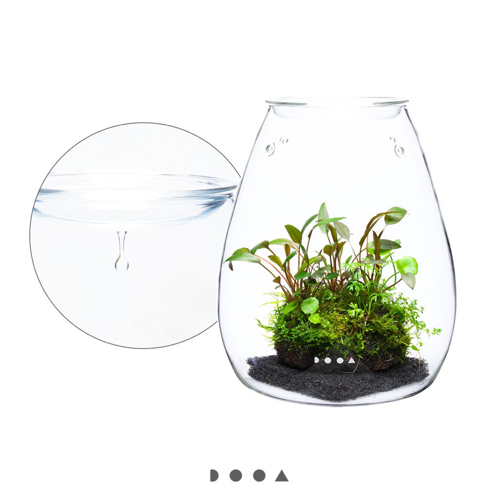 DOOA GLASS POT SHIZUKU โหลแก้วพร้อมฝาปิดสำหรับปลูกต้นไม้ - aqualabstore ...