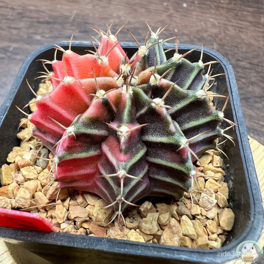 เมล็ด ขายดี(R43) ต้นยิมโนด่าง คัดพิเศษ ไม้เมล็ด - (gymnocalycium) - แค ...