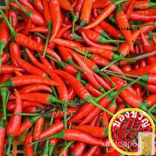 SILI LABUYO 60ชิ้นไต้หวันจัดส่งvegetables repackedเมล็ดgardeningดอก ...