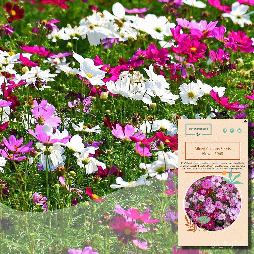 Mixed Cosmos Seeds Yellow Red Pink Mixed Flower Seeds 68ดอกไม้ดอกไม้ ...
