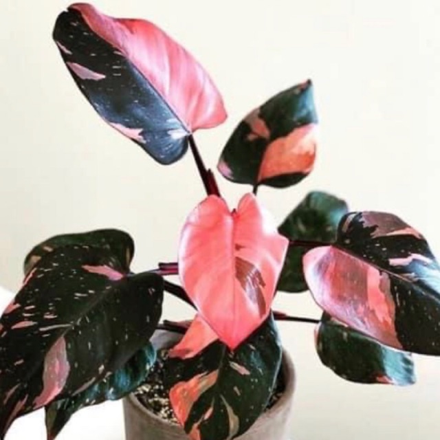 aungpao_ap, ร้านค้าออนไลน์ | Shopee Thailand