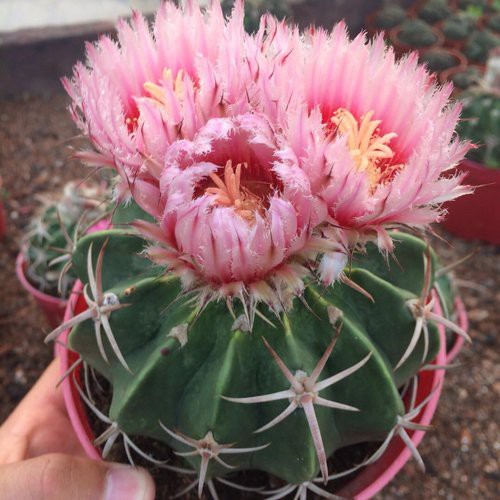 (lingbo)กระบองเพชรไม้ลำ แคคตัส cactus Homalocephala texensisโฮมาโลเซฟา ...