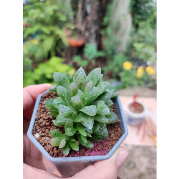 ฮาโวเทีย obtusa hybrid ต้นน่ารักแตกกอเก่ง | Shopee Thailand