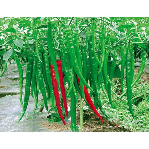 พริกยาวคาเยน Long Thin Cayene Hot Pepper Seed - npqualityseed - ThaiPick