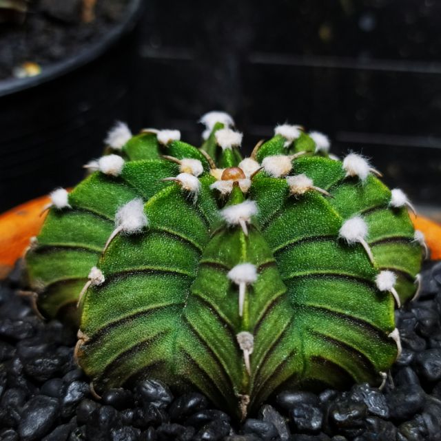 VOS014a แท้ไม้เมล็ด ไซส์แม่พันธุ์ | Shopee Thailand