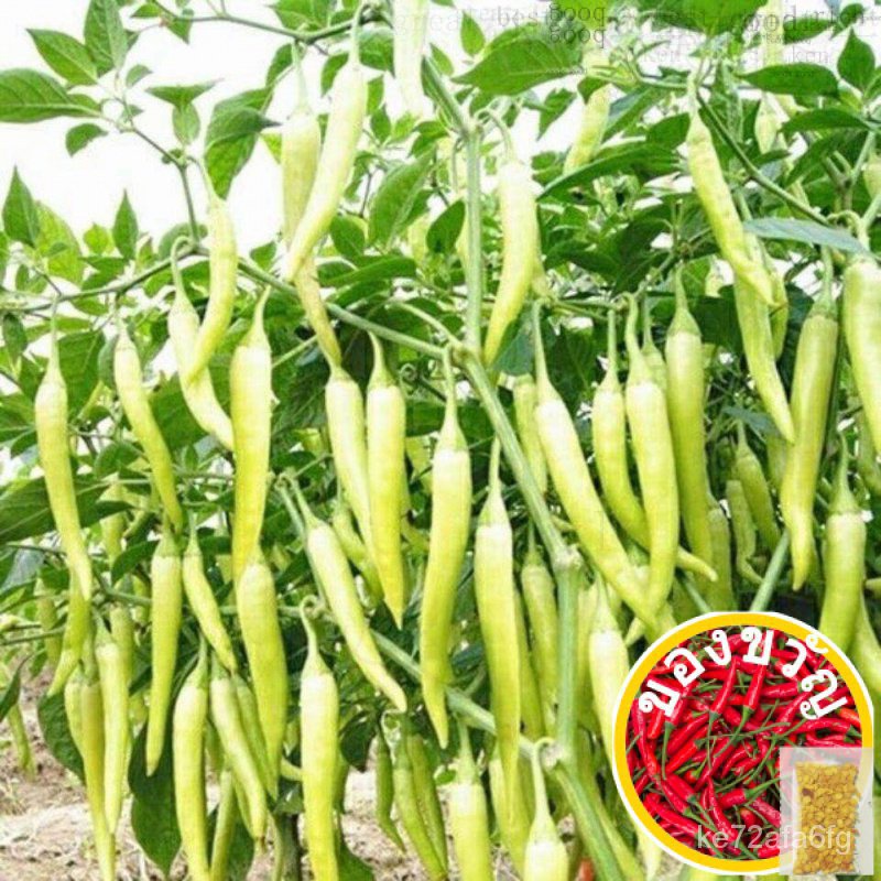 Biji Benih Lada Jed Putih (30 Seeds) หยกขาวพริกไทยเมล็ด Formica สีขาว ...