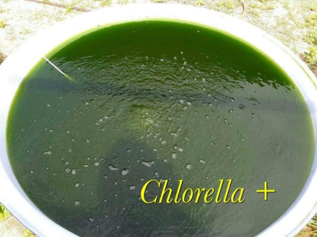 Chlorella starter kit; ชุดเพาะขยายหัวเชื้อน้ำเขียว-ไข่ไรแดง - chlorella ...