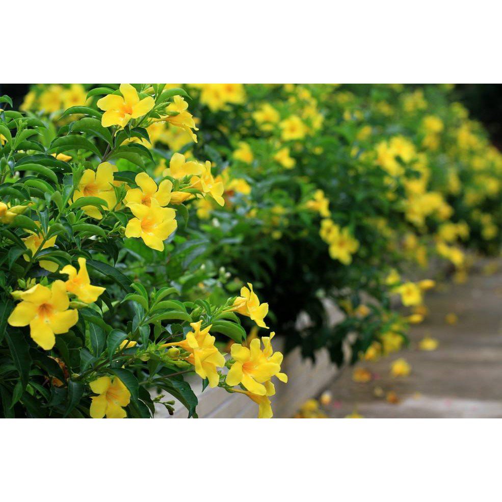 50 seeds/pack Bonsai ornamental flower seed Yellow Allamanda flower ...