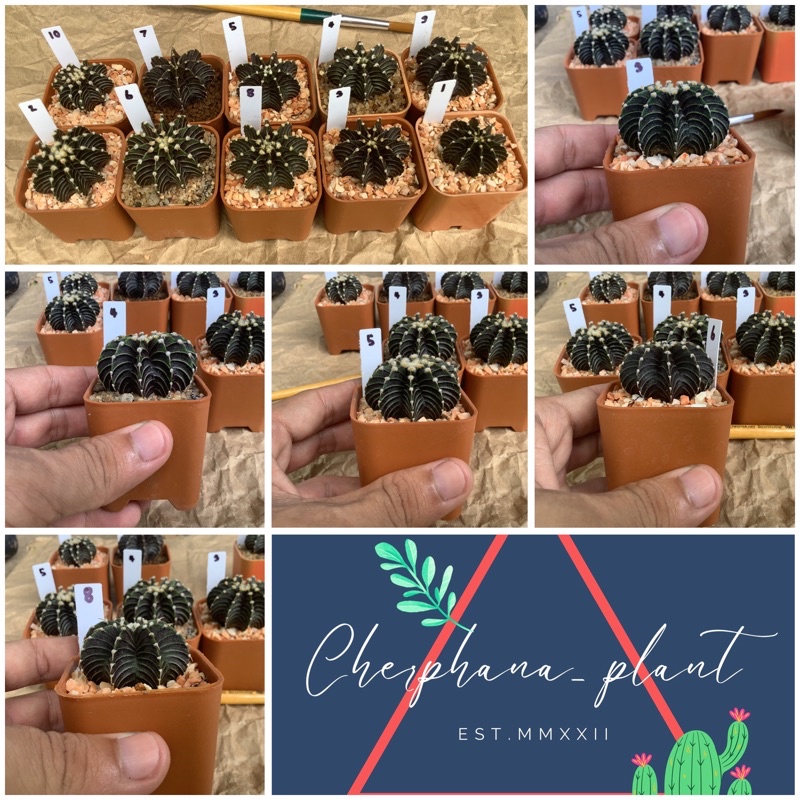 vos 1241 (Gymnocalycium friedrichii (var. angustostriatum) Vos12-1242 ...