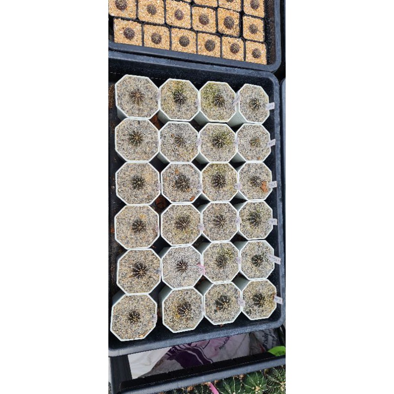 vos014a แท้ ถูกที่สุด พร้อมโปรโมชั่น มิ.ย. 2025 | BigGoเช็คราคาง่ายๆ