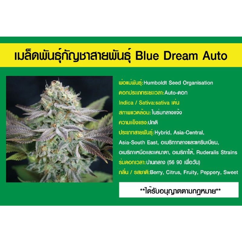 ปรับราคาเมล็ดกัญช่อดอกสายพันธุ์ Blue Dream คัดเพศเมีย 90 - pppu69 - ThaiPick