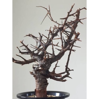 commiphora rostrata var. reflexa 3 เมล็ด เมล็ดยางหอม | Shopee Thailand