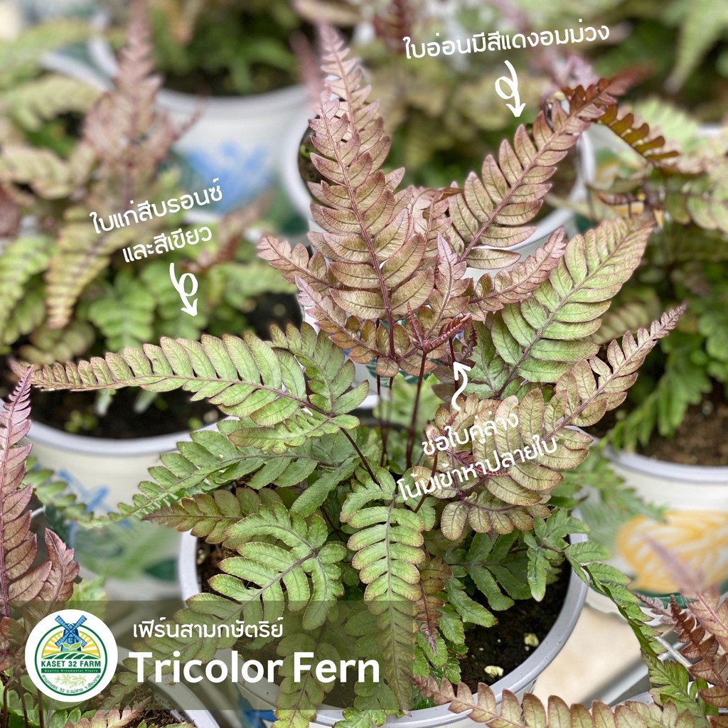 เฟิร์นสามกษัตริย์ : Tricolor Fern ขนาดกระถาง 5 นิ้ว (Pteris ...