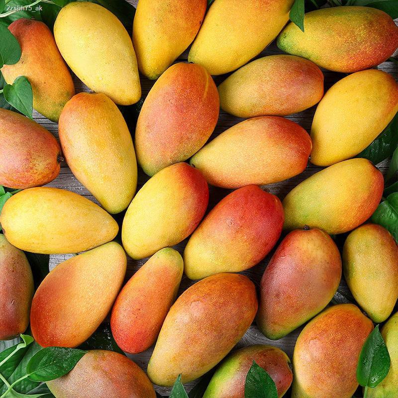 สายจูงสัตว์เลี้ยงHainan Royal Mango ผลไม้หวานสำหรับสตรีมีครรภ์ตามฤดูกาล ...