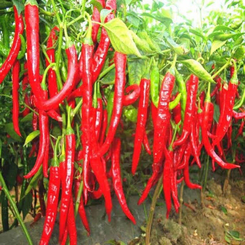 เมล็ด พริกโจลอง เผ็ด 15000 SHU. พริกยาว โจลอง - Jo Long Pepper บรรจุ ...