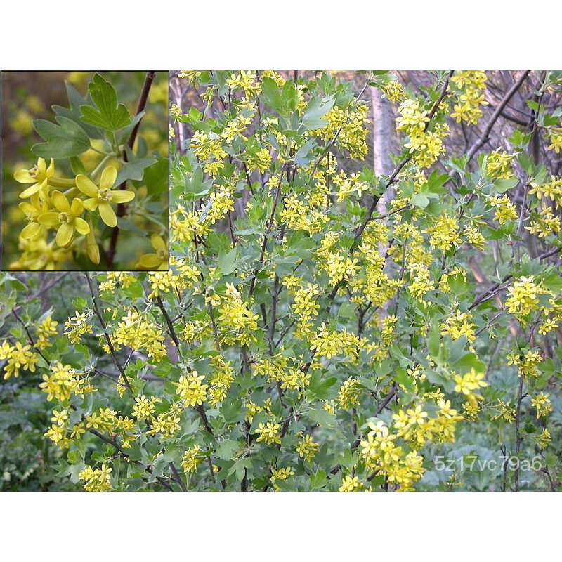 20 GOLDEN CURRANT SHRUB Black Fruit Yellow Flower Ribes Chrysobotrya ...