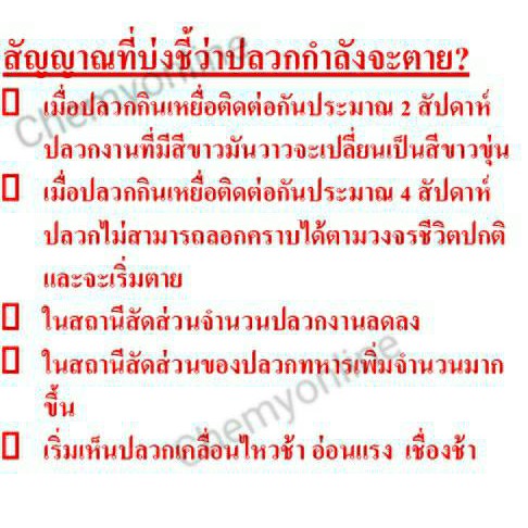 เหยื่อกำจัดปลวกTermatrix 100 กรัม 3ถุง Active plus 100 กรัม 3 ถุง อาหารปลวก กำจัดปลวก ...