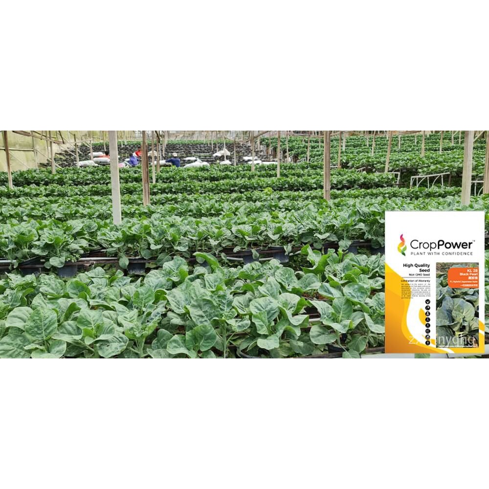 จุดประเทศไทย Kale seeds Benih Kailan ญี่ปุ่นคะน้าเมล็ด Crop Power Black ...