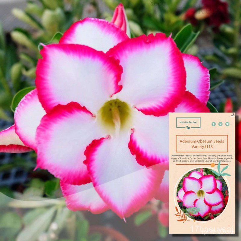 จุดเมล็ดDouble Petals Pink Edge Desert Rose SeedsAdenium Obesum Seeds ...