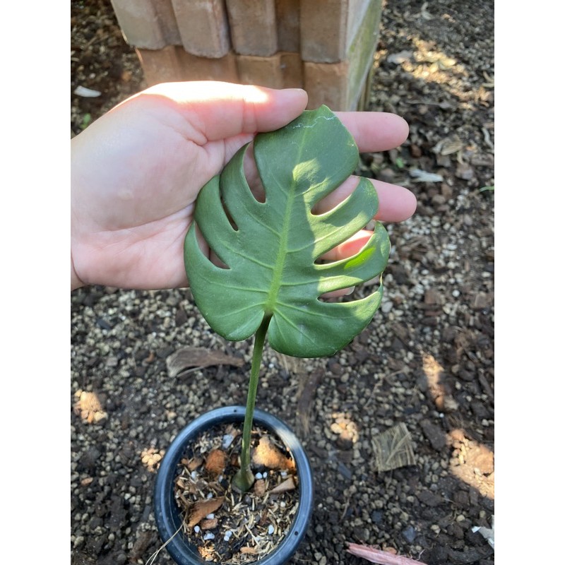 Monstera Compacta ถูกที่สุด พร้อมโปรโมชั่น ธ.ค. 2025 | BigGoเช็คราคาง่ายๆ