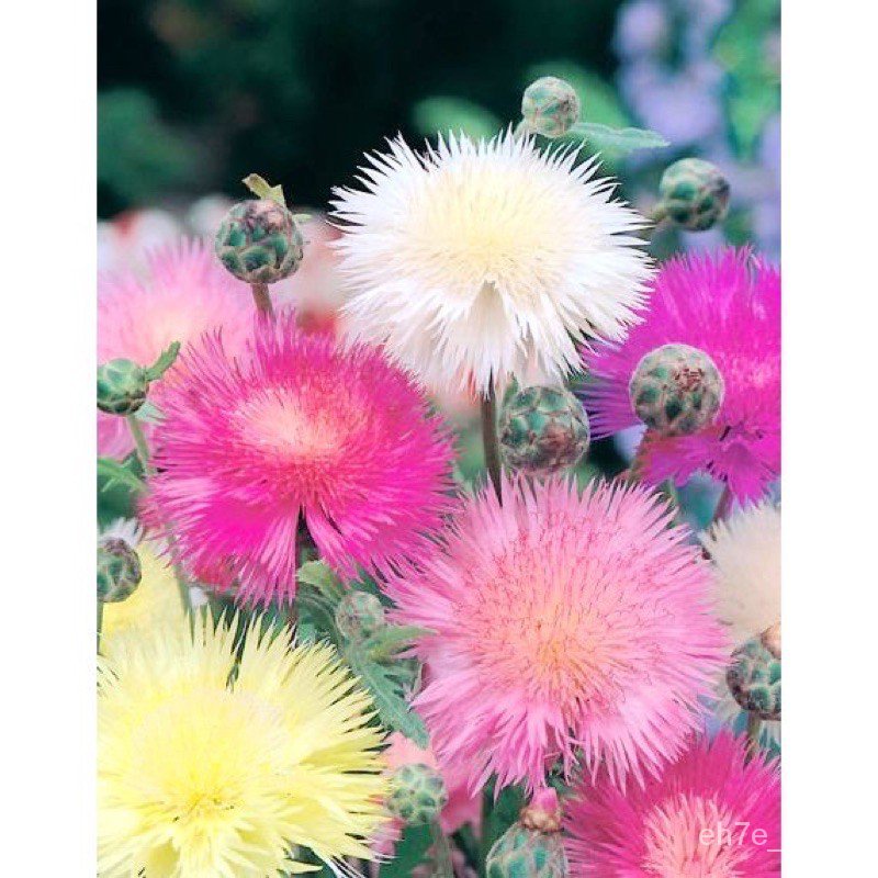 ผู้ผลิตเมล็ดพันธุ์เมล็ดพันธุ์ สวีทสุลต่านคละสี ประไหมสุหรีคละสี (Mixed ...