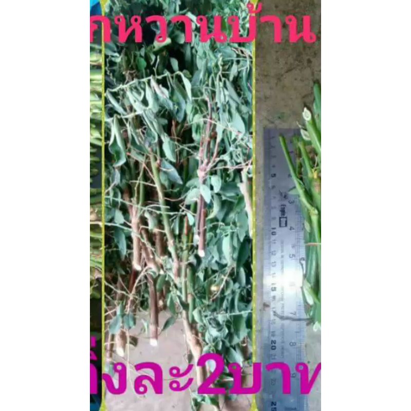 กิ่งผักหวานบ้านสำหรับปักชำ ผักหวานบ้าน ผักหวาน จำนวน 100200กิ่ง - ladda ...